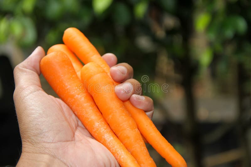 Hand of a Grown Man Holding Some Raw Carrots. Stock Image - Image of ...