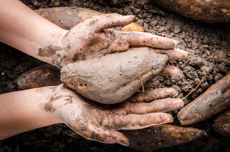 Sowing seeds stock image. Image of plant, cultivation - 9706855