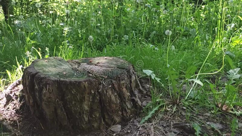 Hand-held Camera Shooting for Tracking 3D Objects or Text Stock Video ...