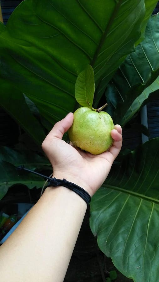 Hand Held Green Crystal Guava Stock Image - Image of guava, crystal ...
