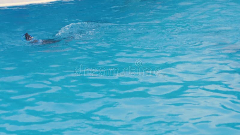 Hand-held Navy Seal Swims in the Pool Stock Video - Video of group ...