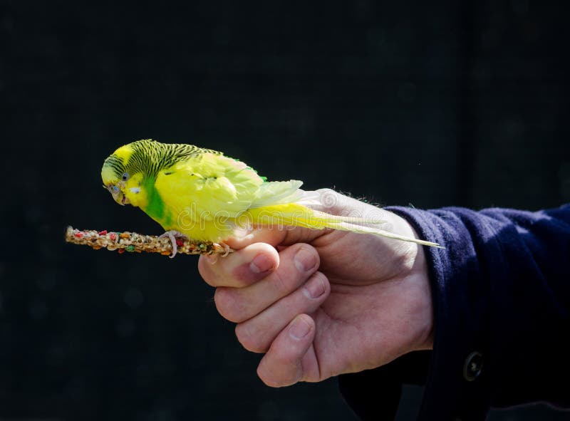 Parakeet on a stick stock photo. Image of fingers, animal - 43686316