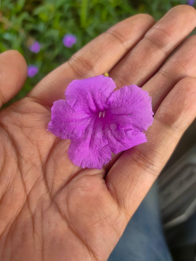 Hand Held Purple Flowers. Very Pretty Purple Flowers Stock Image ...