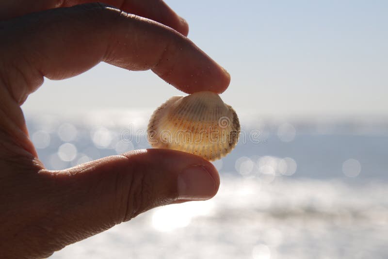 Hand Held Sea Shell on the Sea Stock Image - Image of food, healthy ...