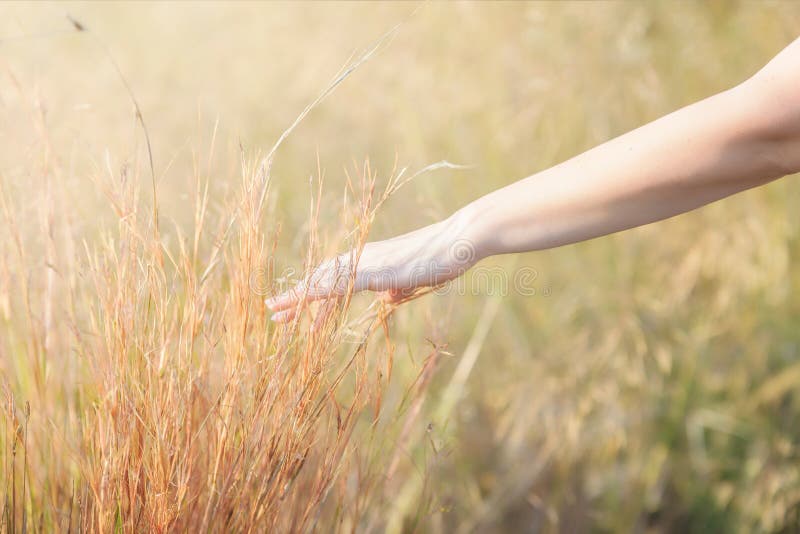 Herb in field stock photo. Image of country, ecosystem - 13241564