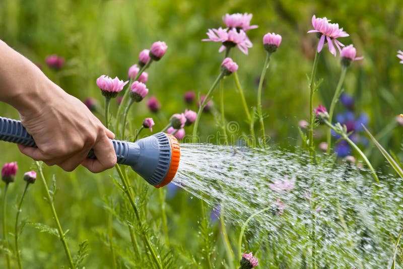 Hand Het Water Geven Bloemen in De Tuin Stock Afbeelding - Image of ...