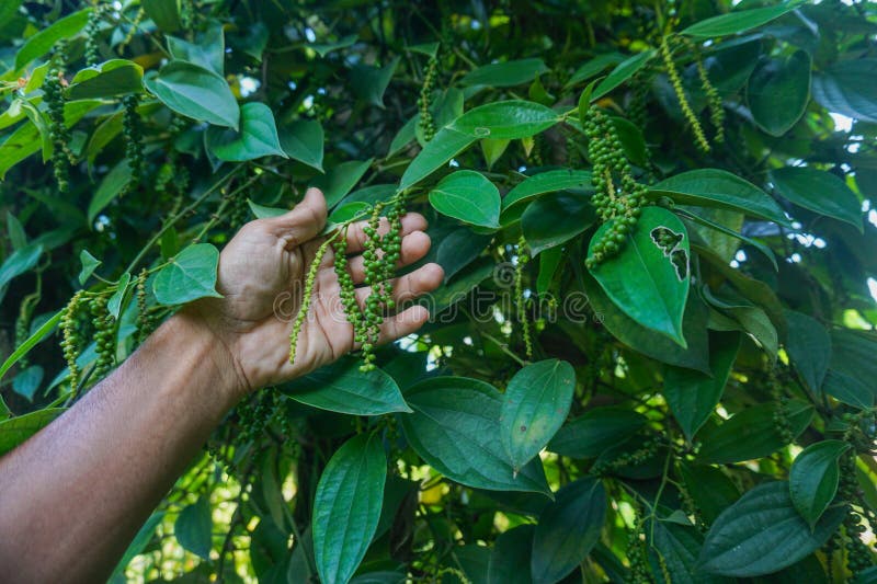 Hand Hold (checking) Green Pepper Seeds (Piper Nigrum) Stock Image ...
