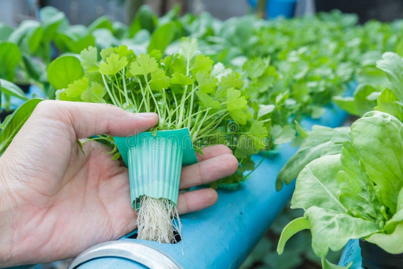 Hand Hold Coriander Planting Water Hydroponics Stock Photo - Image of ...