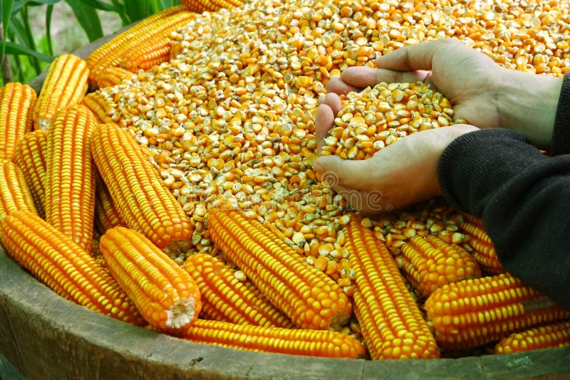 Hand hold corn seed stock image. Image of grain, hold - 36225707