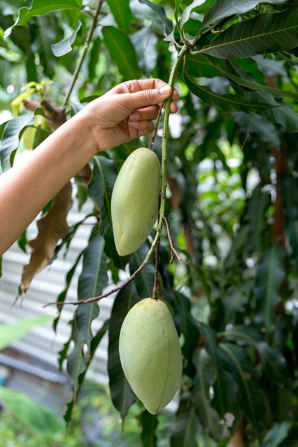 Hand Hold the Mango on the Tree Stock Image - Image of vegetarian, asia ...
