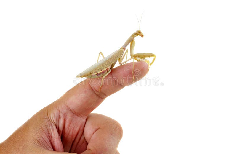 Hand Hold Mantis or Praying Mantis, Mantis Religiosa on a White Stock ...