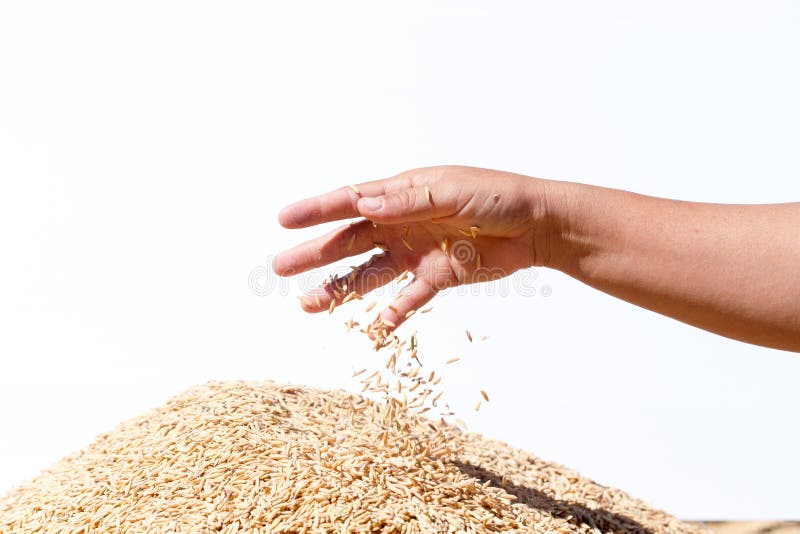 Hand Hold Paddy Rice on the White Background Stock Image - Image of ...