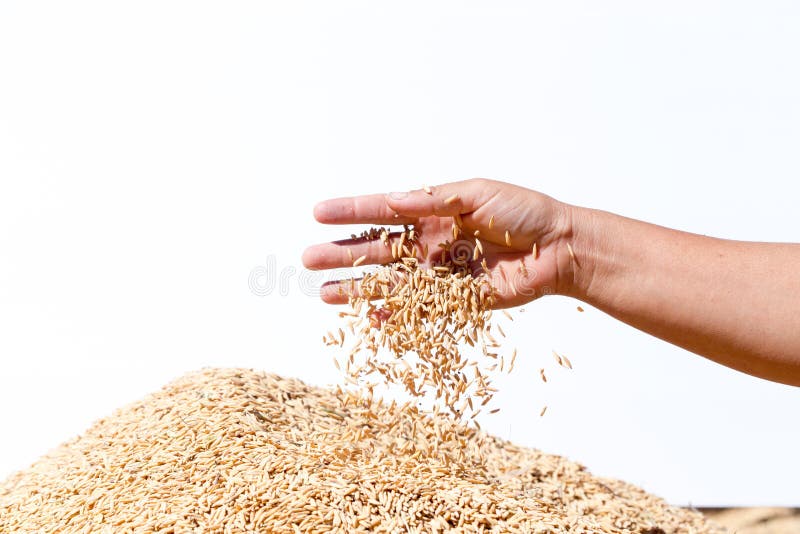 Hand Hold Paddy Rice on the White Background Stock Image - Image of ...