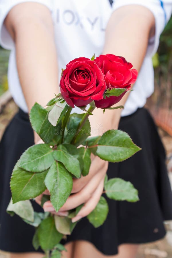 Hand hold red rose stock image. Image of event, gift - 49776617