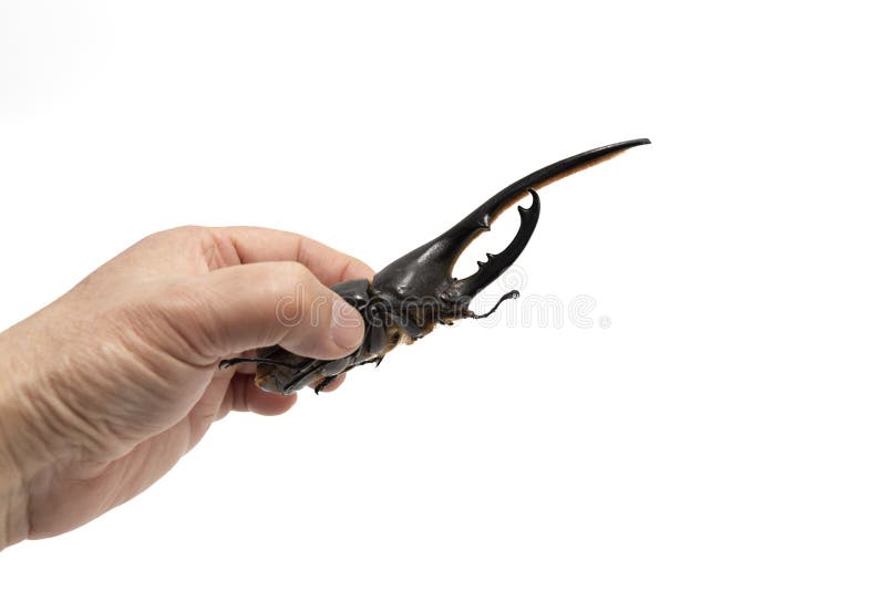 Hand Holding Amazing Dynastes Hercules Beetle Isolated on White ...