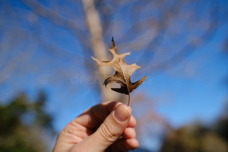 Hand Holding an Autumn Leave Stock Image - Image of woods, fresh: 189332363