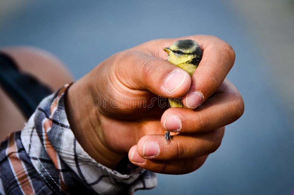 Hand holding baby bird stock image. Image of fingers - 19919205