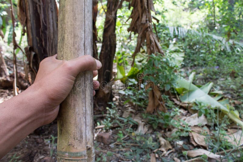 Hand holding bamboo stock image. Image of soil, bamboo - 326518037