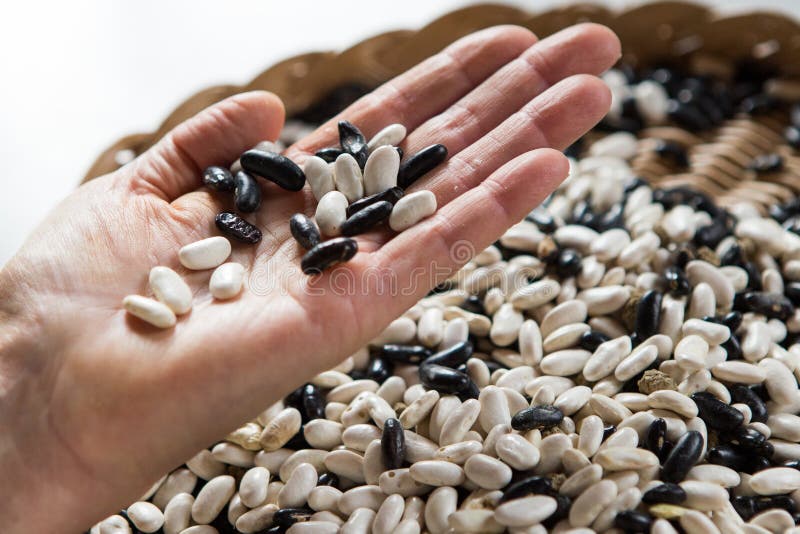 A hand is holding beans stock image. Image of hand, farming - 80488045