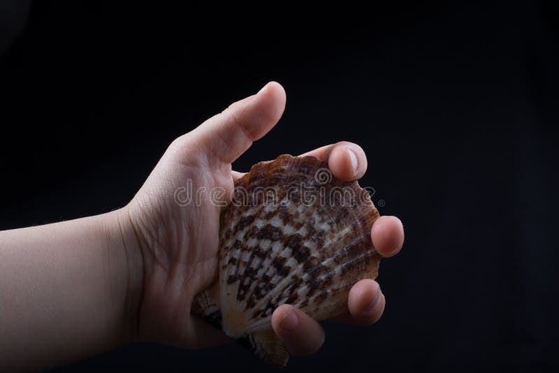 Hand Holding a Beautiful Seashell in Hand Stock Image - Image of ...
