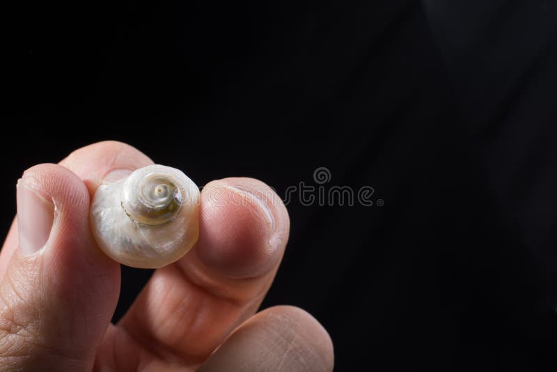Hand Holding a Beautiful Seashell in Hand Stock Image - Image of design ...