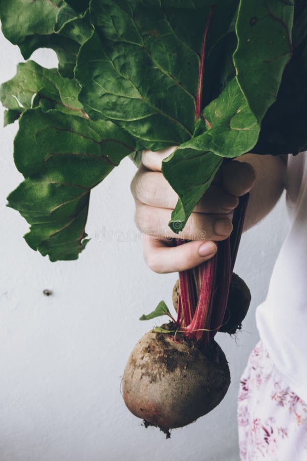897 Hand Holding Beetroot Stock Photos - Free & Royalty-Free Stock ...