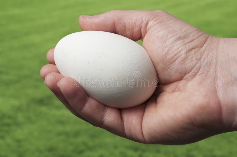 Hand Holding a Big Goose Egg Over a Grass Background Stock Image ...