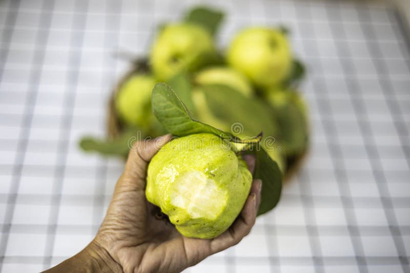Holding a Green Guava in Hand Stock Photo - Image of closeup, green ...