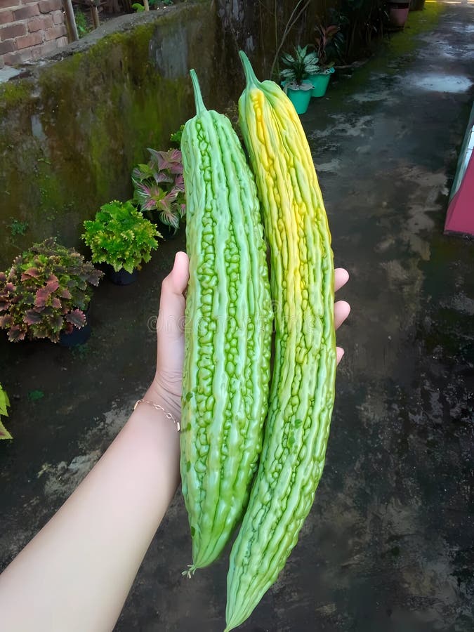 Hand Holding Bitter Melon from the Garden Stock Image - Image of ...