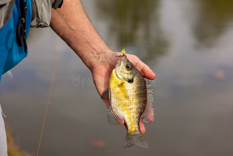 Fish Caught on Hook and Line Stock Photo - Image of hook, happiness ...