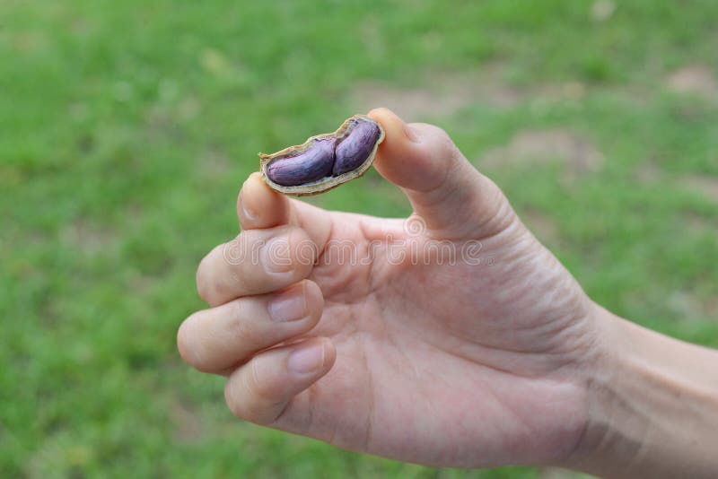 Hand Holding Boiled Peanuts Stock Image - Image of diet, natural: 73441987