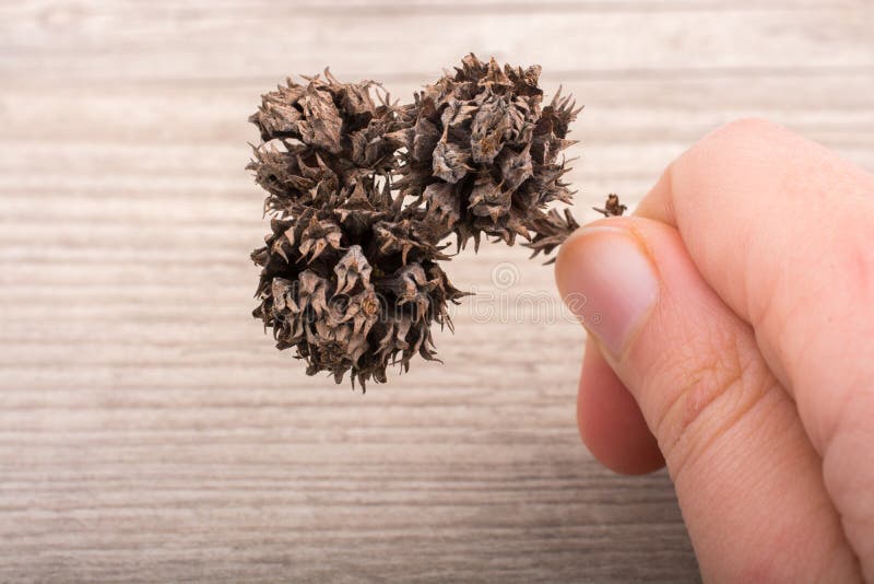 Hand Holding Brown Pod or Capsule Stock Image - Image of leaves, nature ...