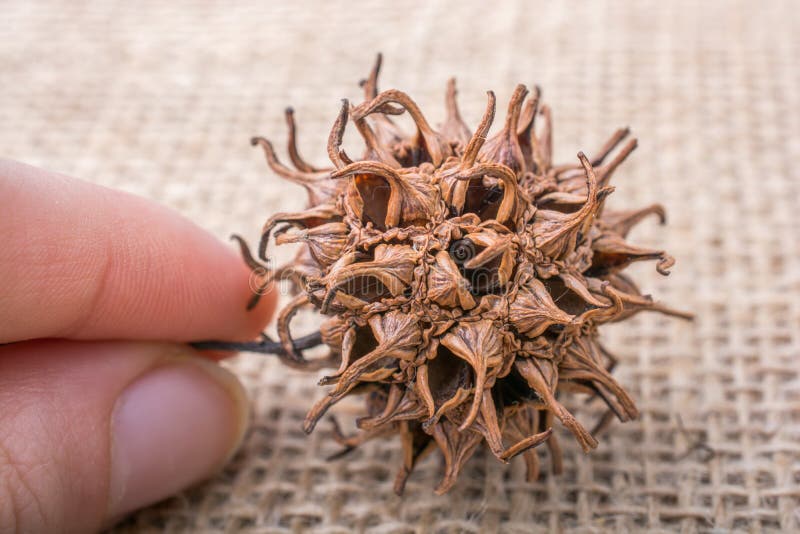 Hand Holding Brown Pod or Capsule Stock Image - Image of fall, texture ...