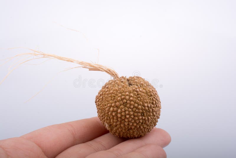 Hand Holding Brown Pod or Capsule on a White Background Stock Image ...