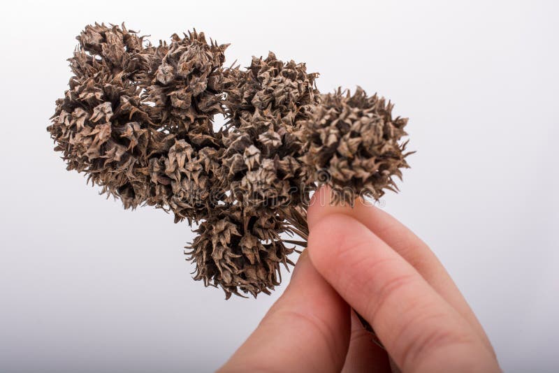 Hand Holding Brown Pod or Capsule on a White Background Stock Image ...
