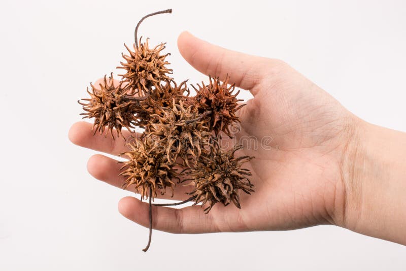 Hand Holding Brown Pods, Capsules on a White Background Stock Image ...