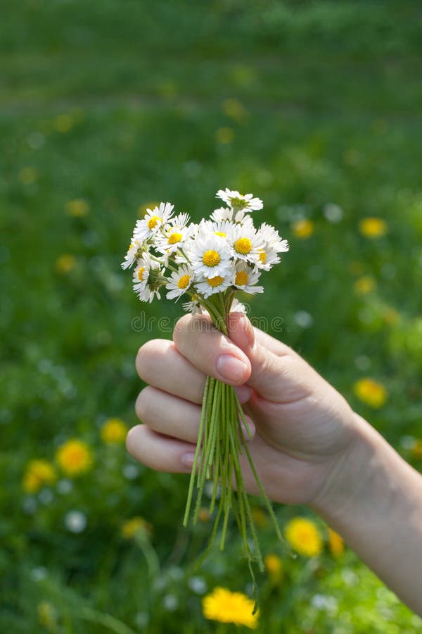 Hand Holding a Bunch of Field Daisies Stock Photo - Image of hand ...