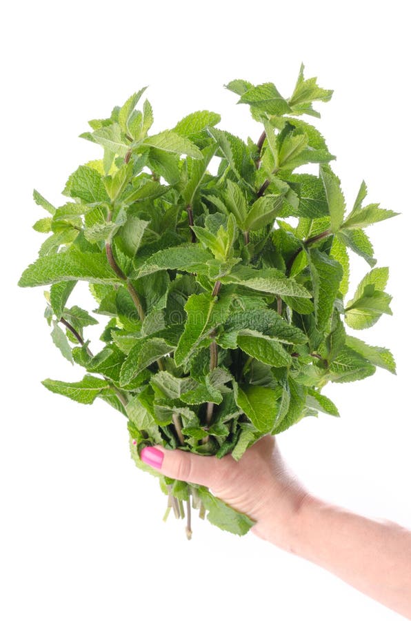 Hand Holding a Bunch of Fresh Mint Stock Image - Image of aromatic ...