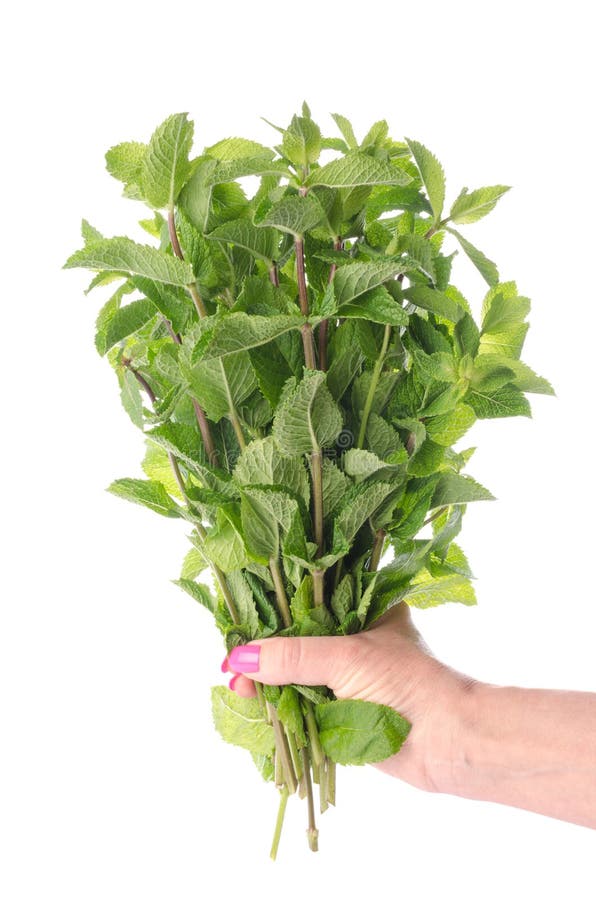 Hand Holding a Bunch of Fresh Mint Stock Image - Image of peppermint ...