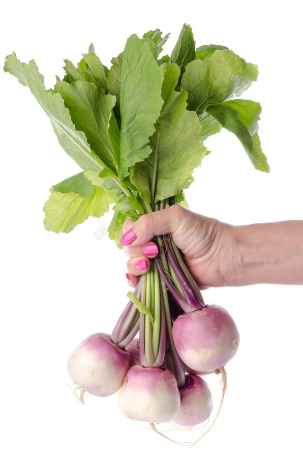 Hand Holding a Bunch of Fresh Turnips Stock Image - Image of isolated ...