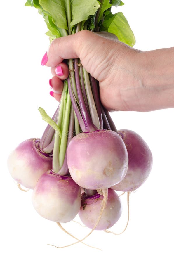Hand Holding a Bunch of Fresh Turnips Stock Image - Image of vegetable ...