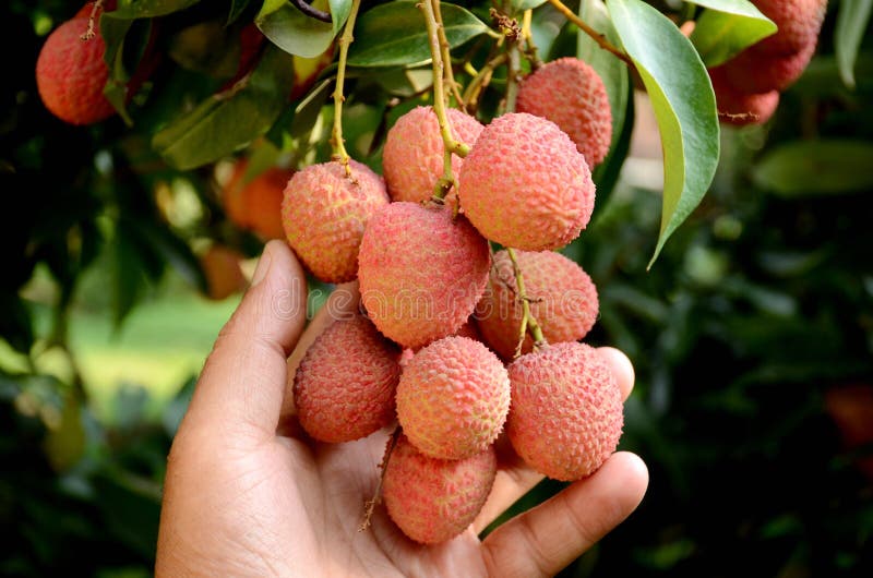 Hand Holding a Bunch of Lychee on the Tree Branch Stock Image - Image ...