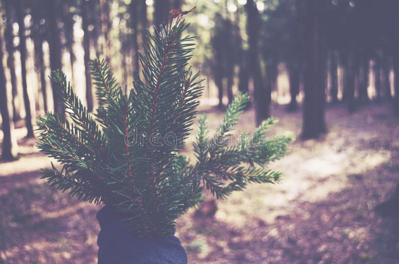 Hand Holding Bunch of Pine Tree Twigs Stock Image - Image of branches ...