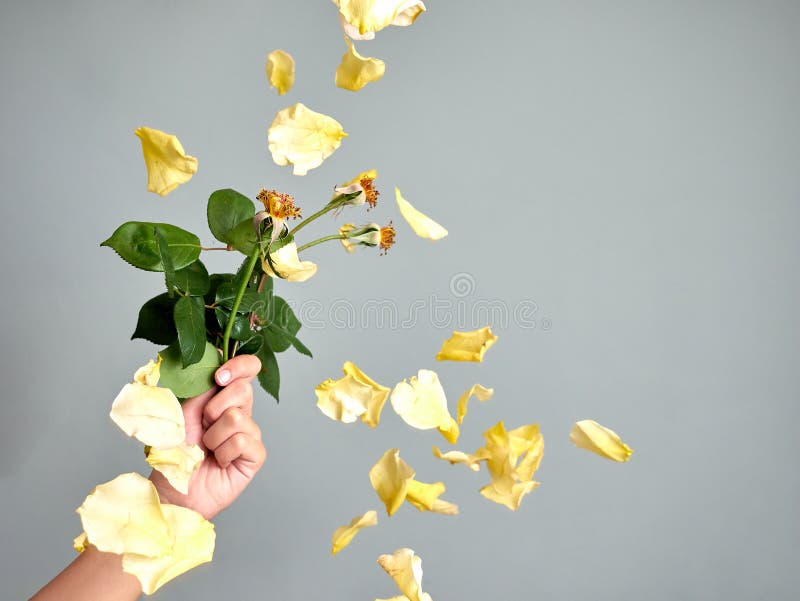 Hand Holding a Bunch of Roses with No Petals, Yellow Petals Falling ...