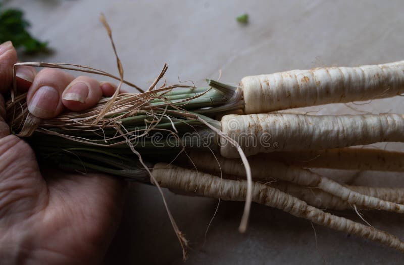 Hand Holding a Bundle of Root Parsley Stock Photo - Image of summer ...