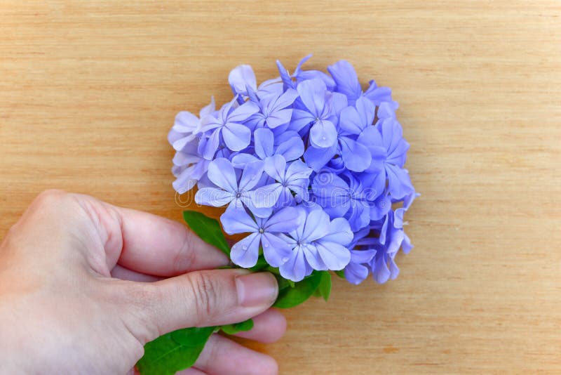 Boy Holding Cape of Smiling Kid in Superhero Costume Posing with ...
