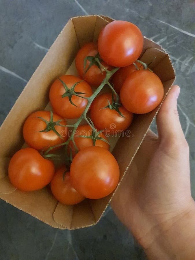 Hand Holding Cardbox Box of Ripe Red Tomatoes with Stems Stock Photo ...