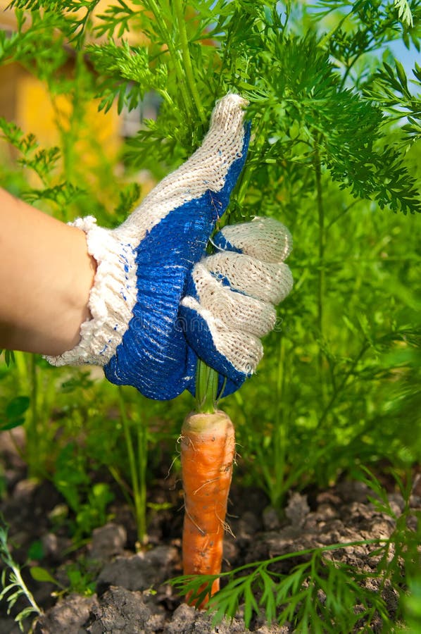Hand Holding Carrots stock photo. Image of grass, dirt - 20450578