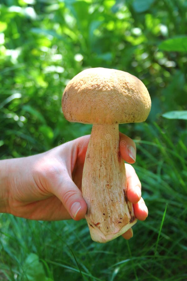 Hand holding a cep stock image. Image of object, ingredient - 26942599
