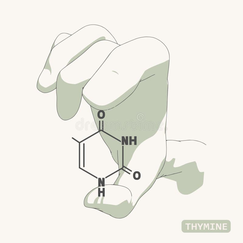 Hand Holding Chemical Molecular Formula of Thymine - DNA and RNA ...